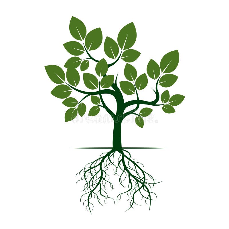 Green Tree with Roots. Vector Illustration. Stock Vector - Illustration ...