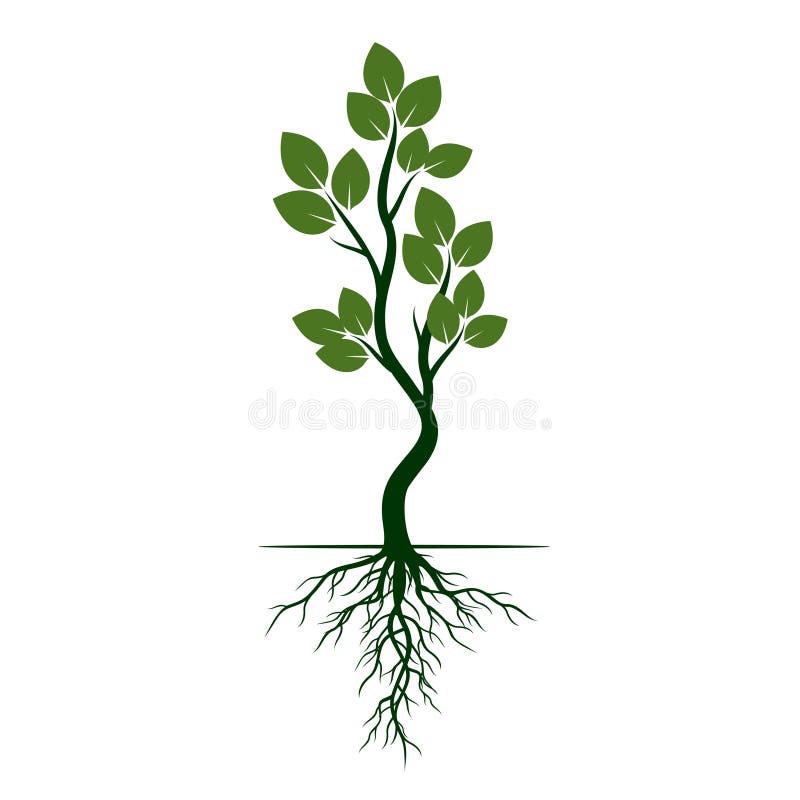 Green Tree with Roots. Vector Illustration. Stock Illustration ...