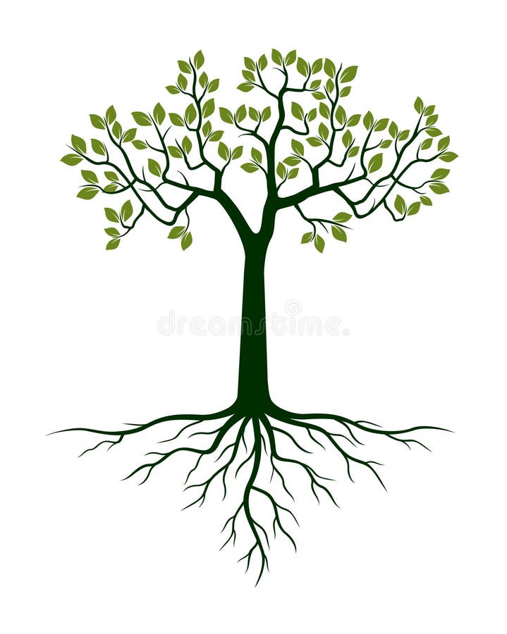 Green Tree and Roots. Vector Illustration Stock Vector - Illustration ...