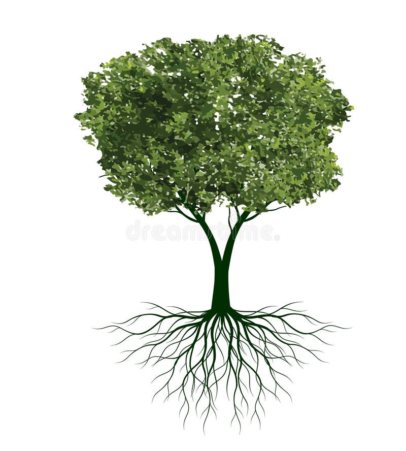 Green Tree with Roots. Vector Outline Illustration. Plant in Garden and ...