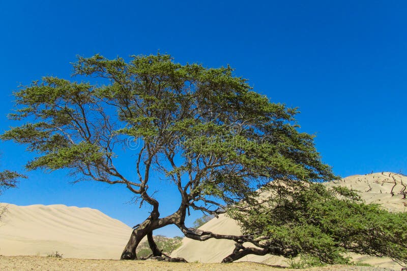 Green tree in sand desert stock photo. Image of remote - 94524742