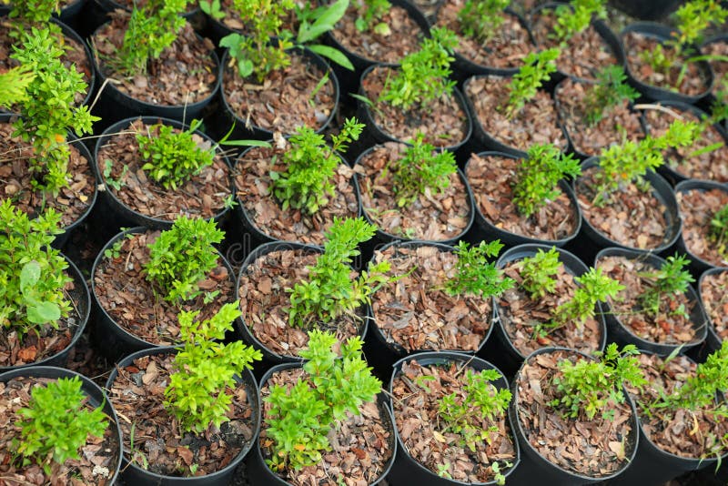 Tree Seedlings in Pots. Planting and Gardening Stock Image - Image of ...