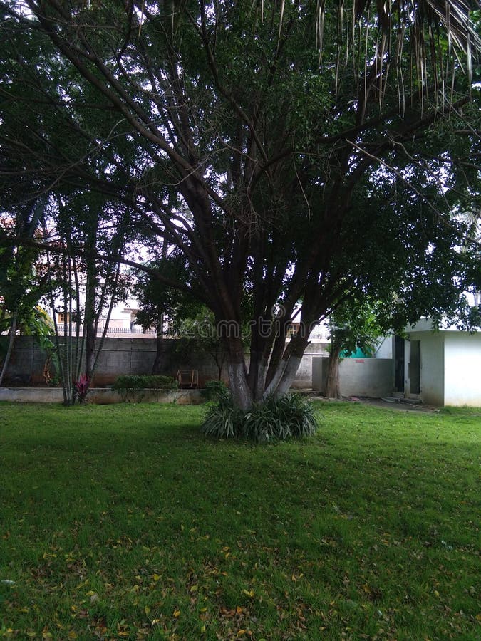 Green Tree Shadow on Green Grass Stock Image - Image of garden ...