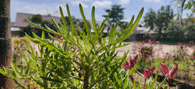 Green Tree Shot from Front Angle View Stock Image - Image of angle ...