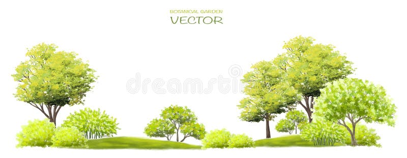 Vector Spring Tree Side View Isolated on White Background for Landscape ...