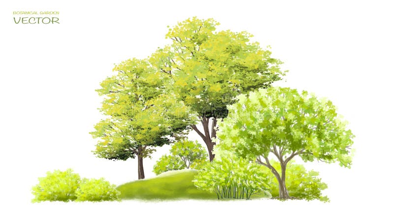 Vector of Spring Tree Side View Isolated on White Background for ...