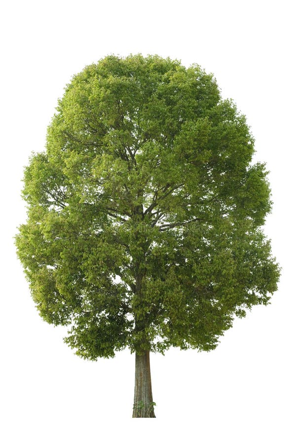 523 Tree Side View Isolated White Background Landscape Stock Photos ...
