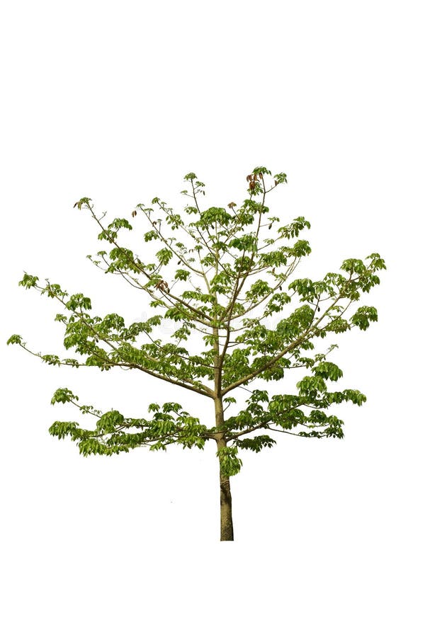 Tree Side View Isolated on White Background for Landscape Stock Image ...