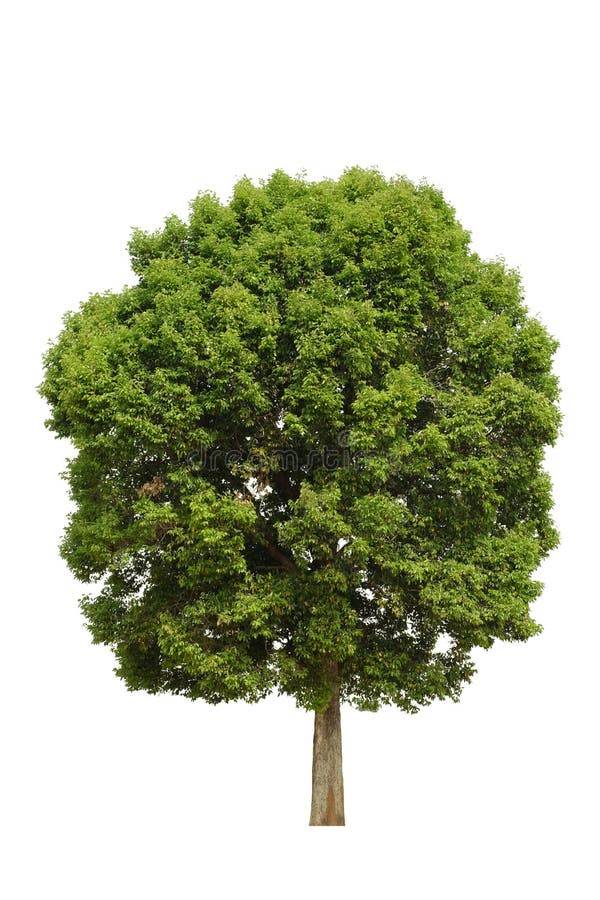 Tree Side View Isolated on White Background for Landscape Stock Image ...