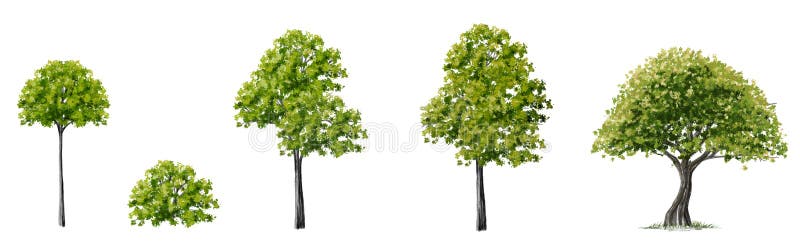 Green Tree Side View Isolated Stock Photo - Image of mountain, forest ...
