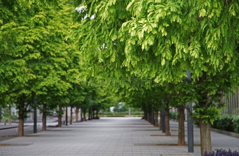 Tree and sidewalk. stock photo. Image of natural, colour - 3470376