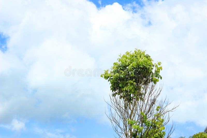 Green Tree and Sky with Clouds. Left Copy Space Stock Image - Image of ...