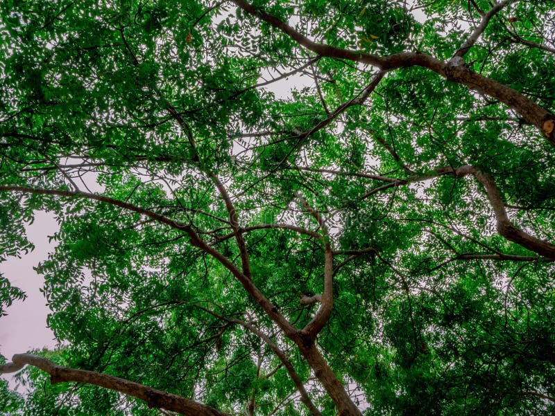 Green Tree and Sky Texture Wallpaper Stock Image - Image of beautiful ...