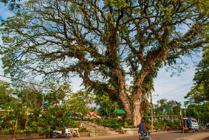 Green Tree in a Small Town Valencia, Island Negros. Editorial ...