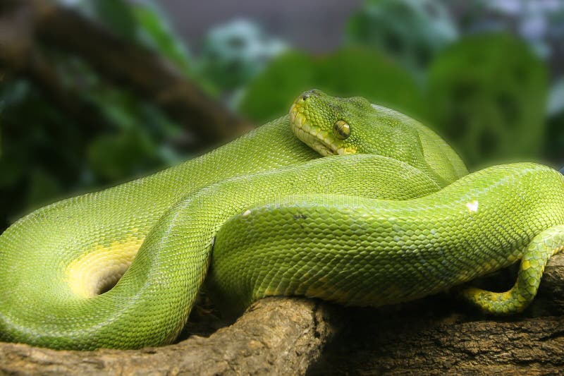 Western Diamondback Rattlesnake Stock Photo - Image of viper, atrox ...