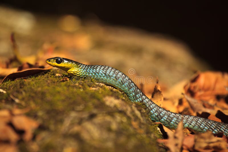 Green Tree Snake Dislaying Colorful Rainbow Scales Stock Image - Image ...