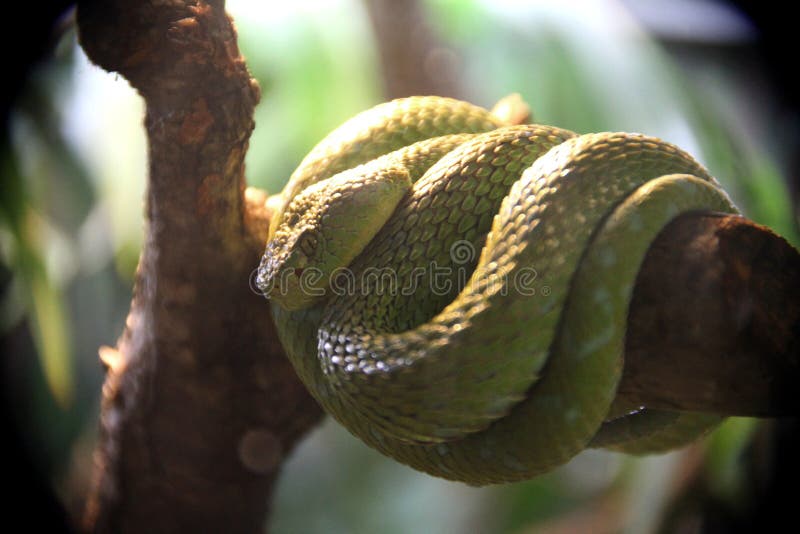 Green Tree Snake stock image. Image of snake, green, diamondback - 44130509