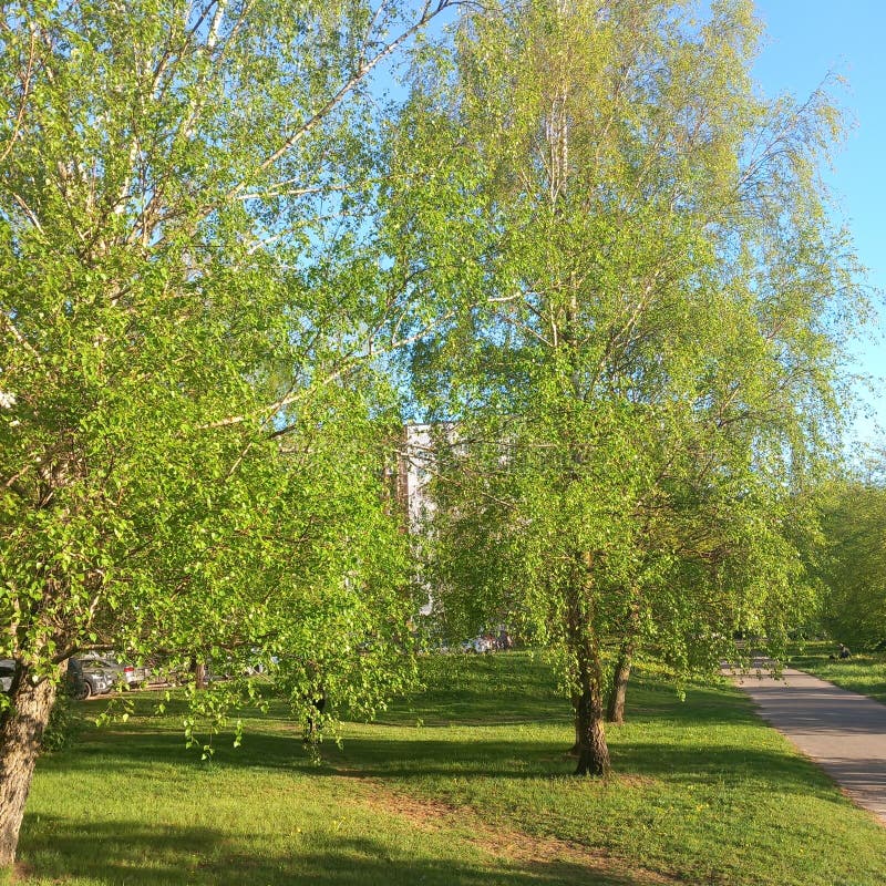 Green Tree at Spring 2024 in Mezciems Stock Image - Image of spring ...