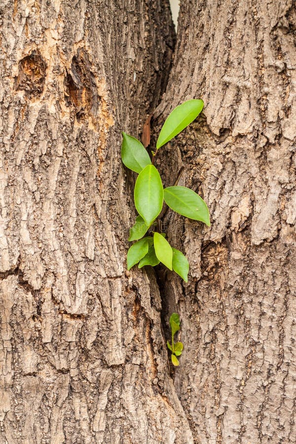 A Green Tree Sprout Growing Stock Image - Image of reincarnation ...