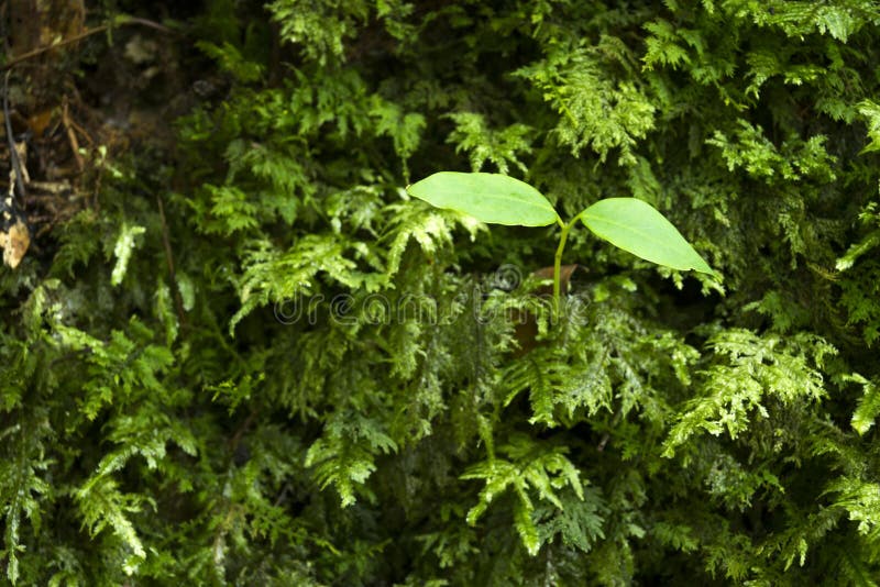 Green tree sprout stock photo. Image of greenery, small - 125403252