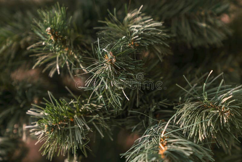 Green Tree Stained with Rhombus Pattern Stock Image - Image of bridge ...