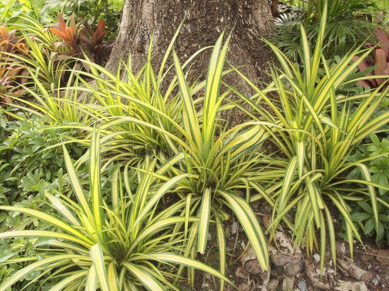 Green Tree Standing Under a Big Tree Stock Photo - Image of care, tree ...
