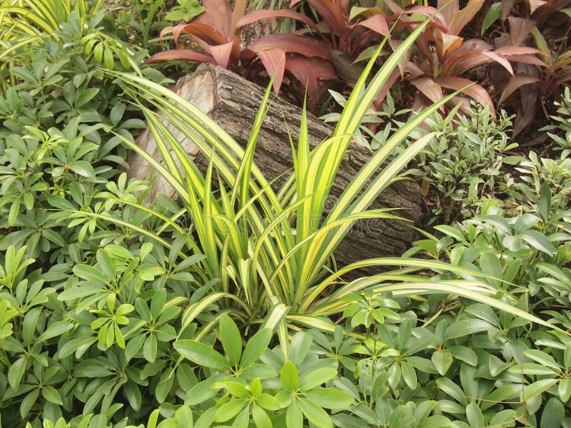 Green Tree Standing Under a Big Tree Stock Photo - Image of ecology ...