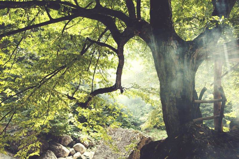 Green Tree and Ston in Forest Stock Image - Image of exposure ...