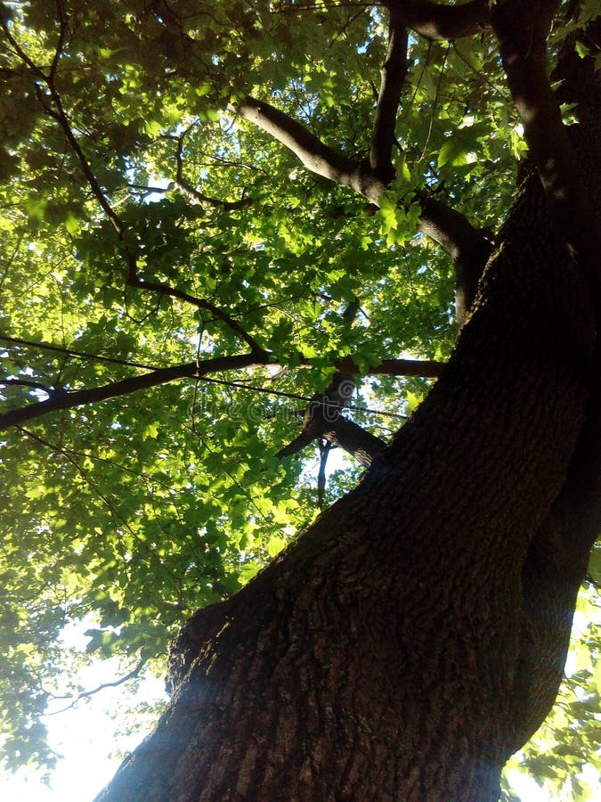 Green Tree , Summer 2019, August Stock Photo - Image of tree, augustn ...