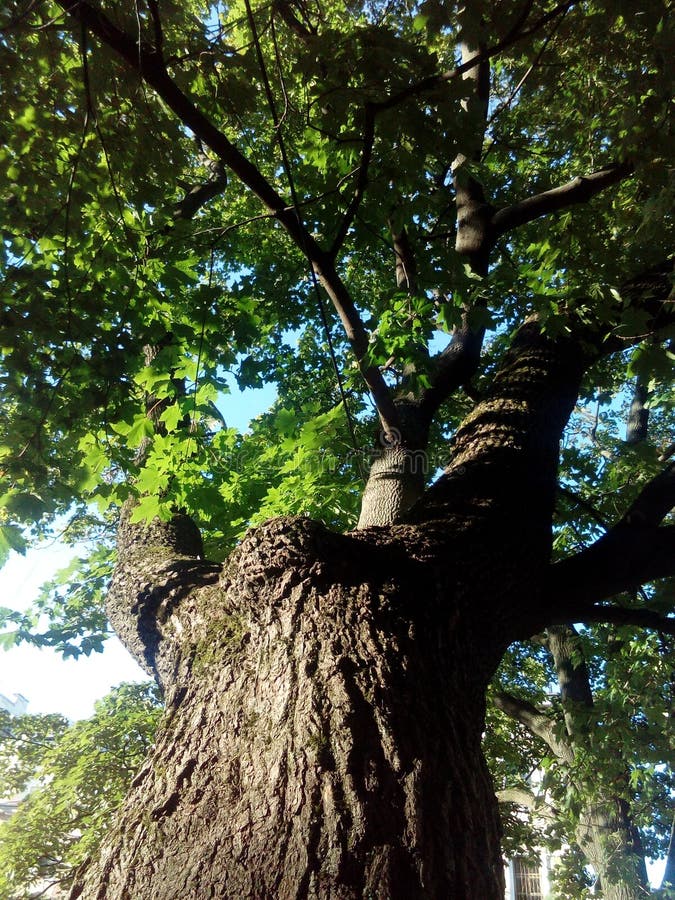 Green Tree , Summer 2019, August Stock Image - Image of nature ...