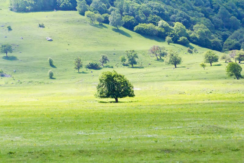 Green tree stock image. Image of mountain, nature, scenery - 56158237