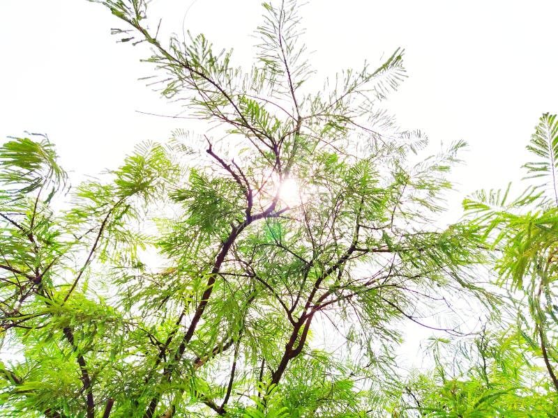 Green Tree with Sun Light Rays through Forest Tree Stock Image - Image ...