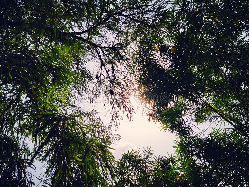 Green Tree with Sun Light Rays through Forest Tree Stock Image - Image ...