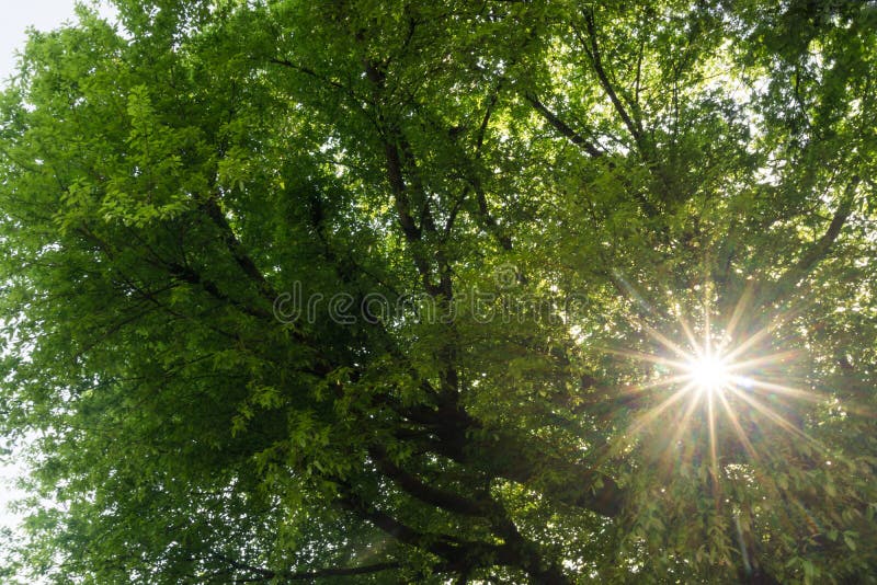 Green tree and the sun stock image. Image of public - 131045367