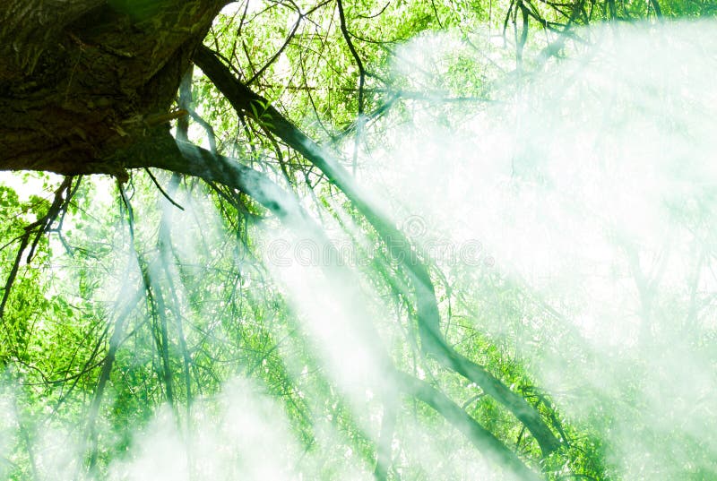 Green tree in sun stock image. Image of tree, leaf, foliage - 94475299