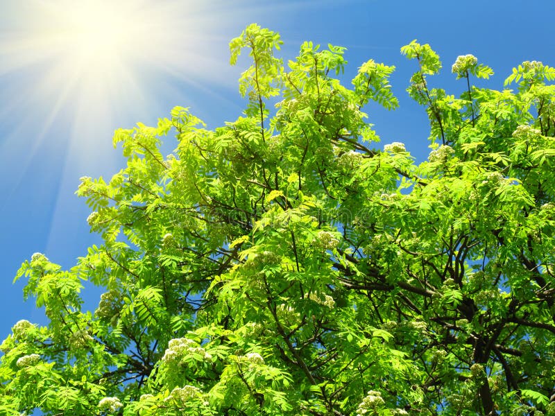 Green Tree and Sunlight on a Blue Sky Background Stock Image - Image of ...