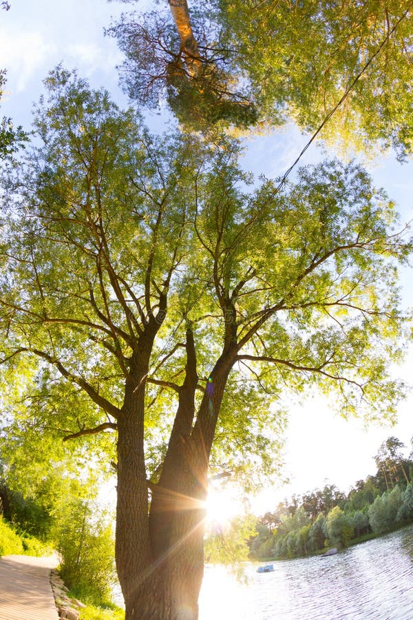 Green tree with sunlight stock photo. Image of beauty - 158031300