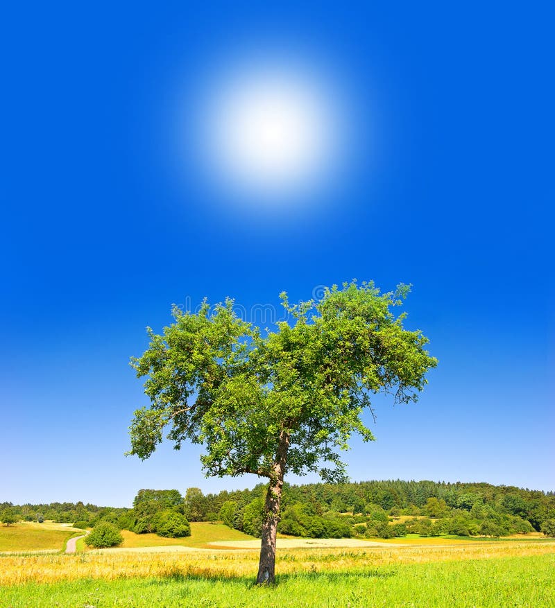 Green Tree on Sunny Blue Sky Stock Photo - Image of meadow, sunlight ...
