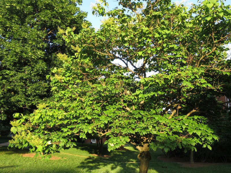 June Landscape stock photo. Image of evening, june, green - 2672414