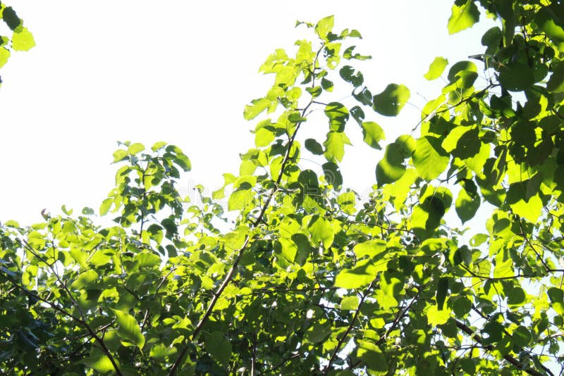 Green Tree Surrounded by Fresh Air Stock Photo - Image of surrounded ...