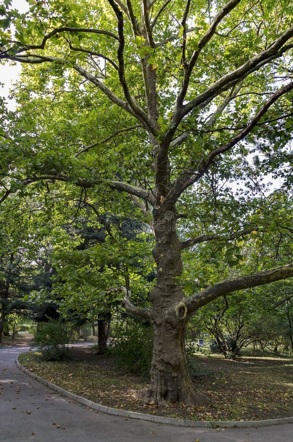Green Tree Sycamore (Acer Pseudoplatanus) in the Park with Fresh Forest ...