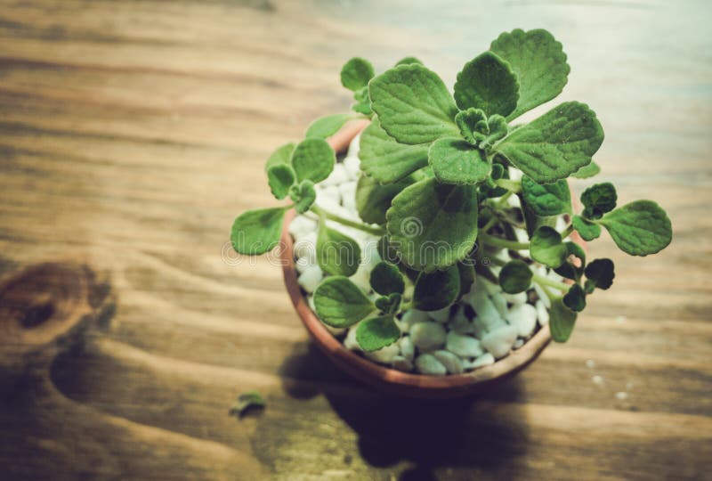 Green tree on the table stock image. Image of coffe - 104576079