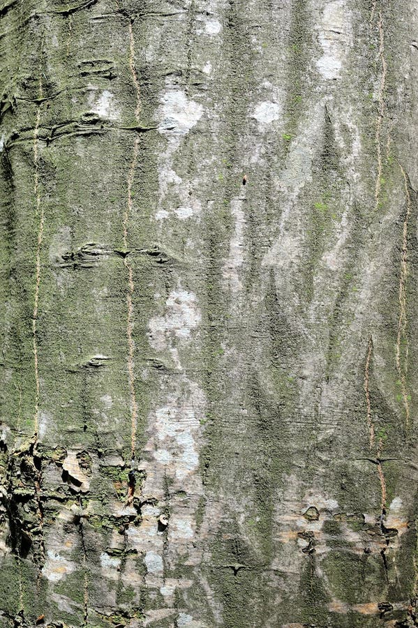 Green tree texture stock image. Image of tree, background - 25489001