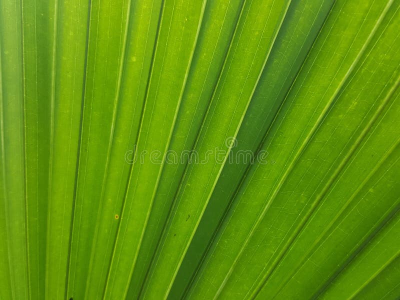 Green tree stock photo. Image of background, abstract - 90772100