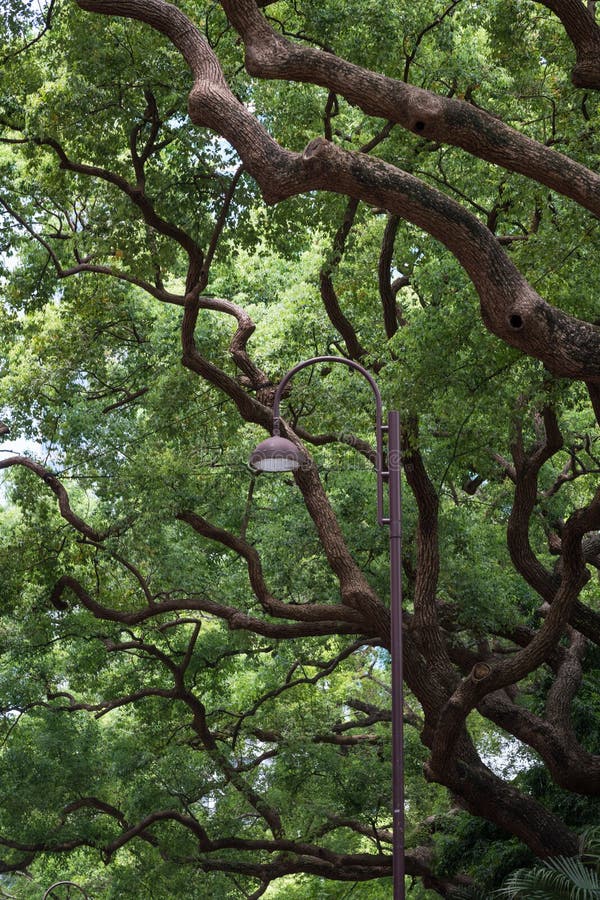 Green tree texture stock image. Image of relaxation - 128707391