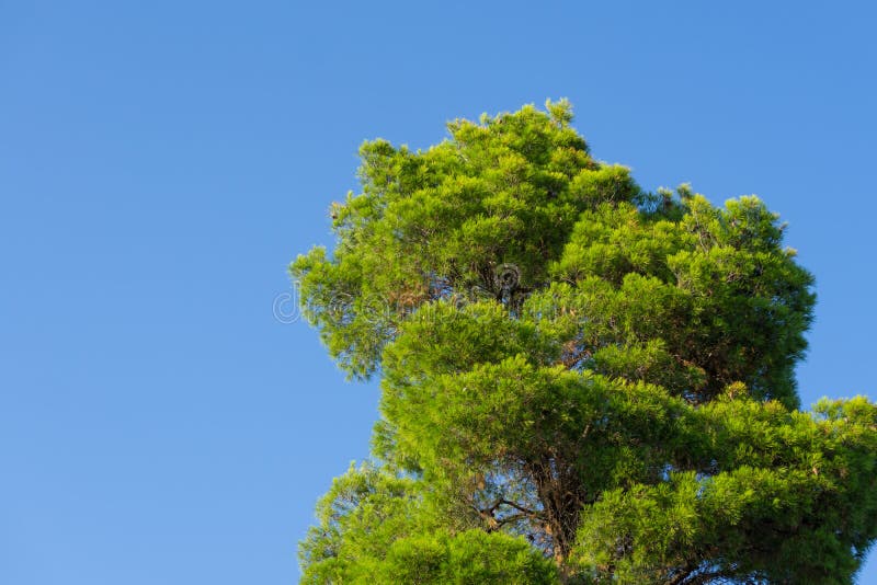 Green Tree Top with Blue Sky in Summer Stock Photo - Image of outside ...
