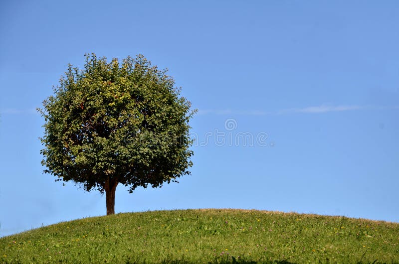 Green Tree on the Top of the Hill Stock Photo - Image of clean, idyllic ...