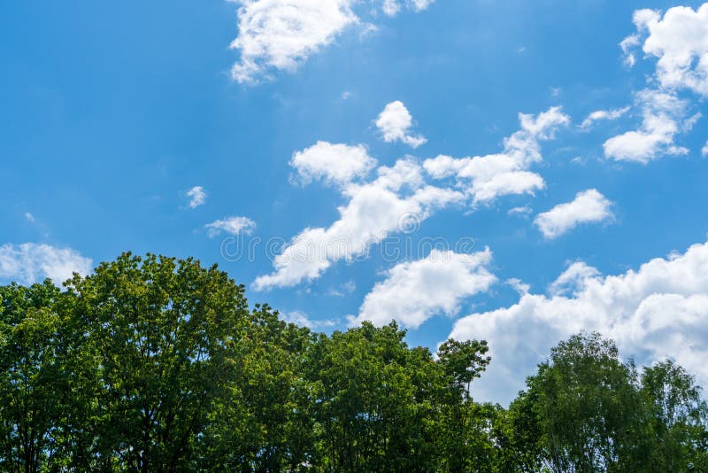 Green Tree Top Line Over Blue Sky and Clouds Background in Summer Stock ...