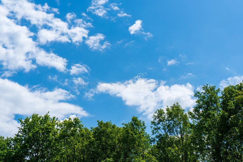 Tree Line with Sky stock image. Image of outdoors, copy - 5641793