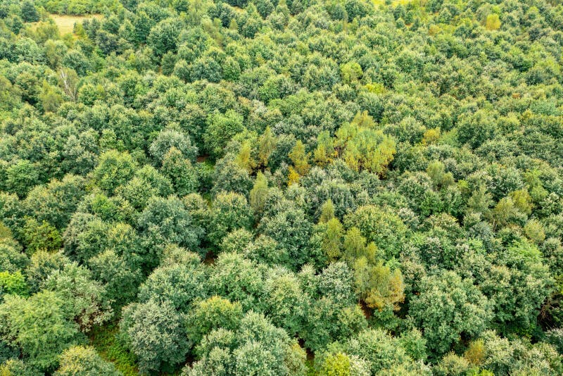 Green Tree Tops from the Air, Summer Landscape for Background Stock ...